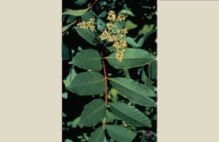 Poison ivy, oak, and sumac - Pariser Dermatology